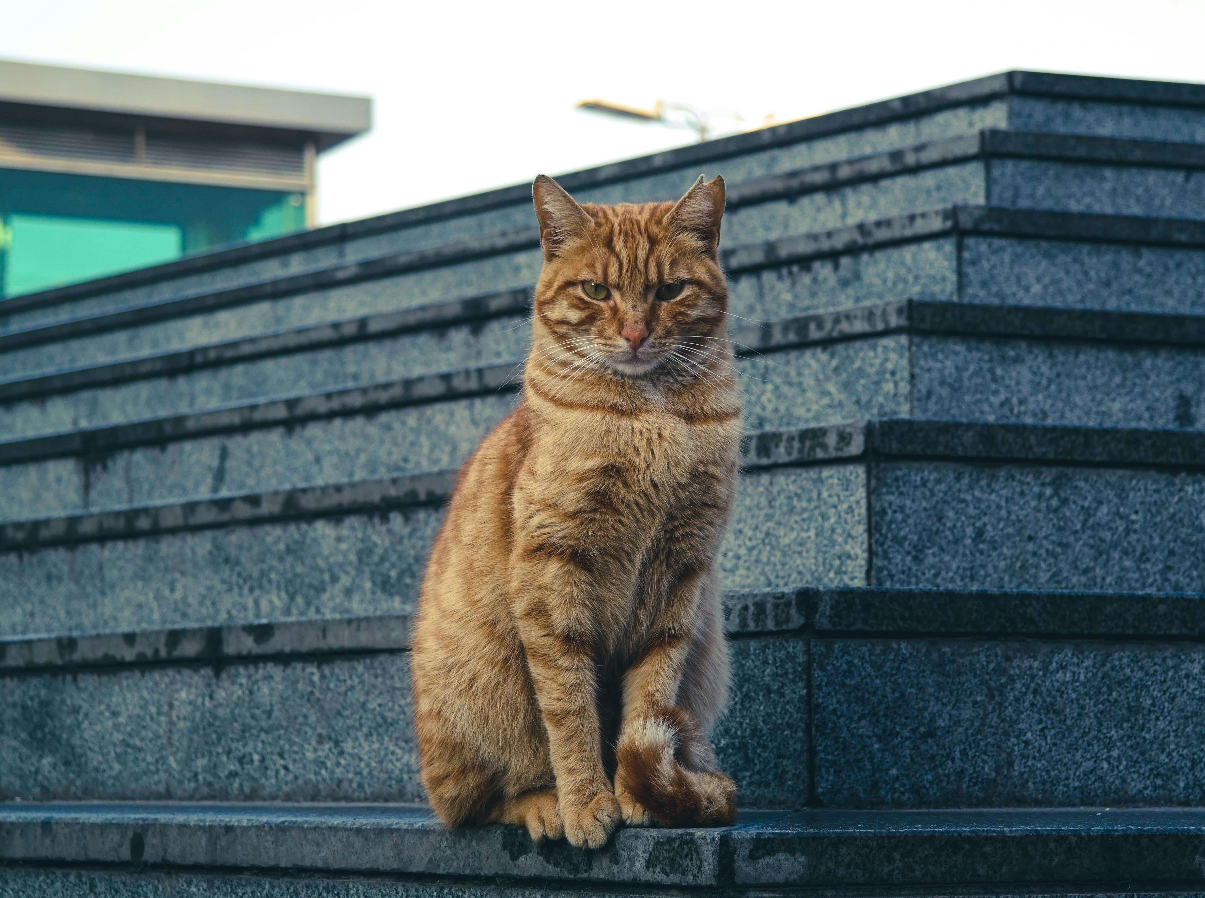 8 Interesting Facts About the Orange Cat and Its Breeds