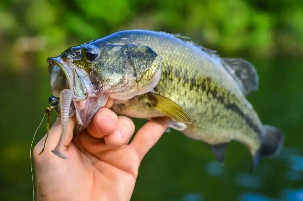 All About The Amazing Largemouth Bass - Icy Canada