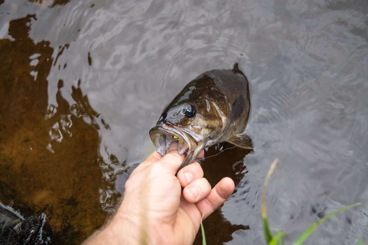 All About The Amazing Largemouth Bass - Icy Canada